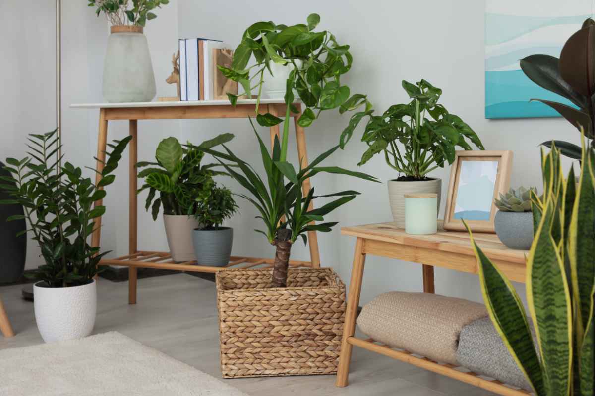 5 plantas de sombra para apartamentos pequenos - Plante Me Brasil